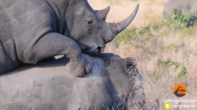 Rhinos Mating In Front Of Surprised Tourists