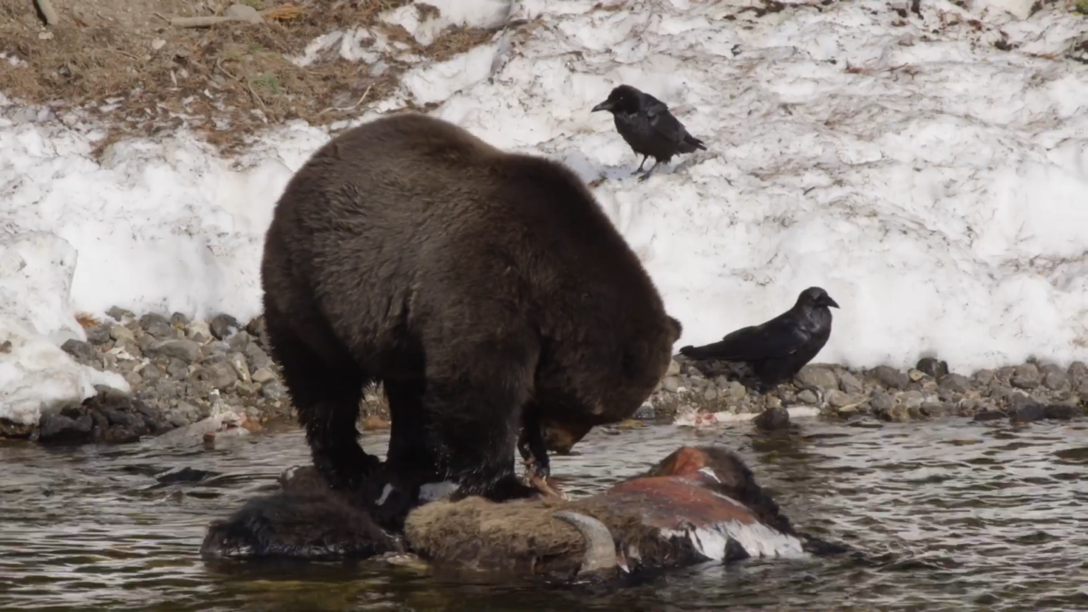 Grizzly Bears & Eagles Share Bison In Yellowstone National Park