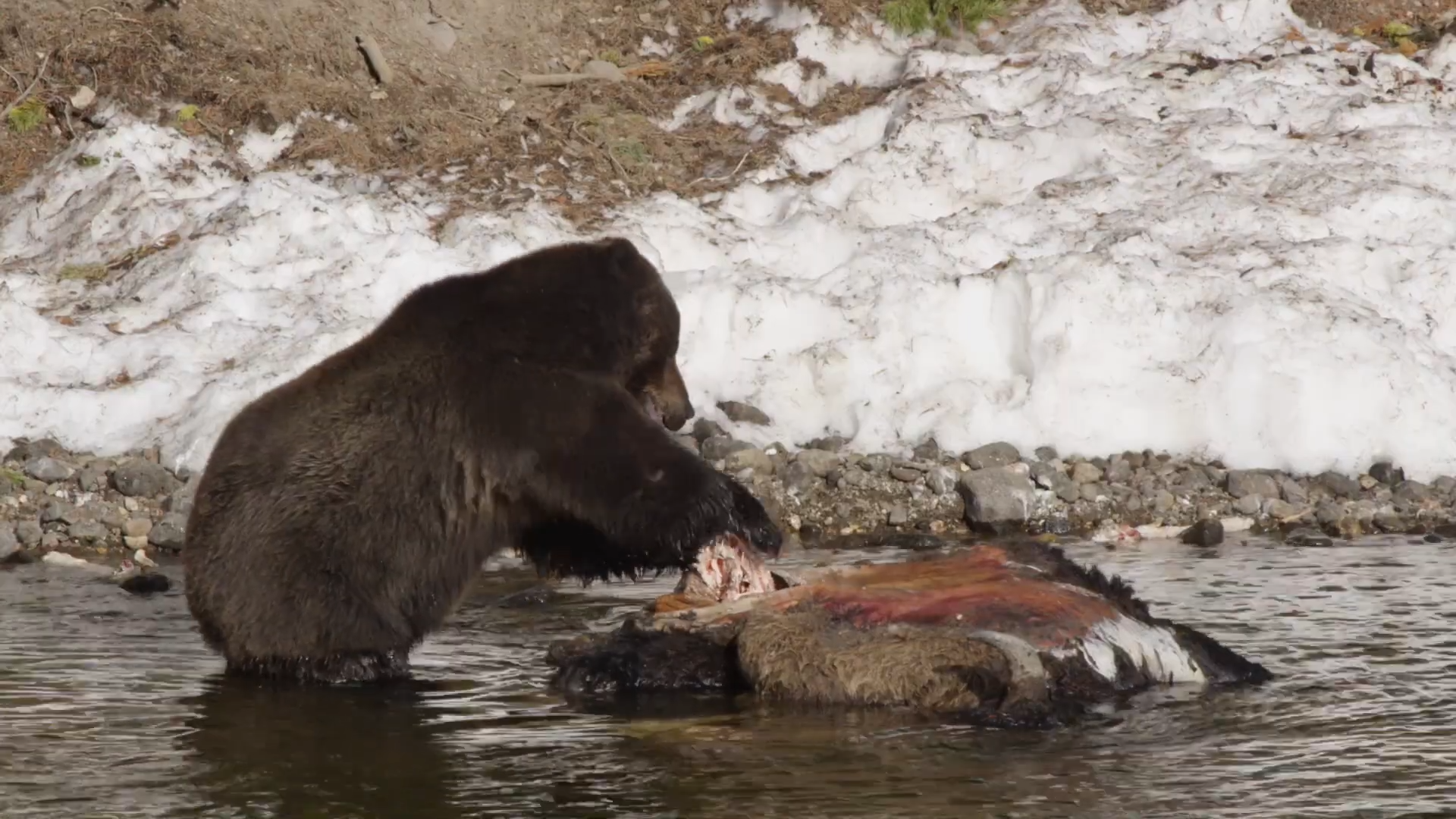 Grizzly Bears & Eagles Share Bison In Yellowstone National Park