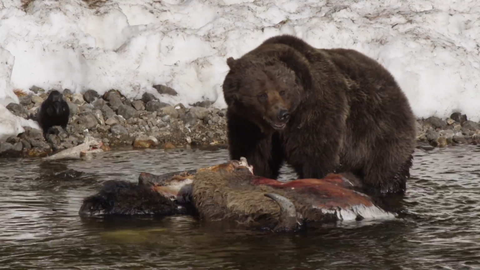 Grizzly Bears & Eagles Share Bison In Yellowstone National Park