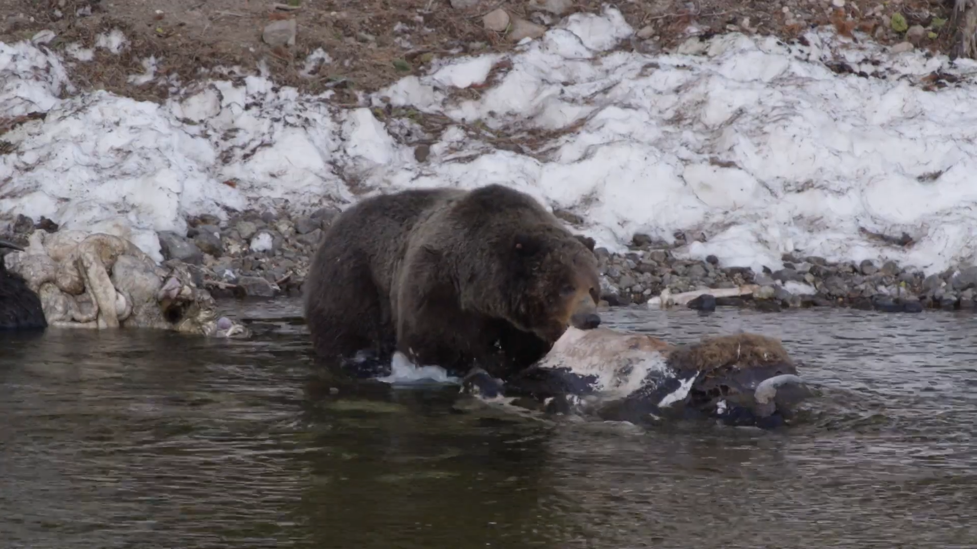 Grizzly Bears & Eagles Share Bison In Yellowstone National Park