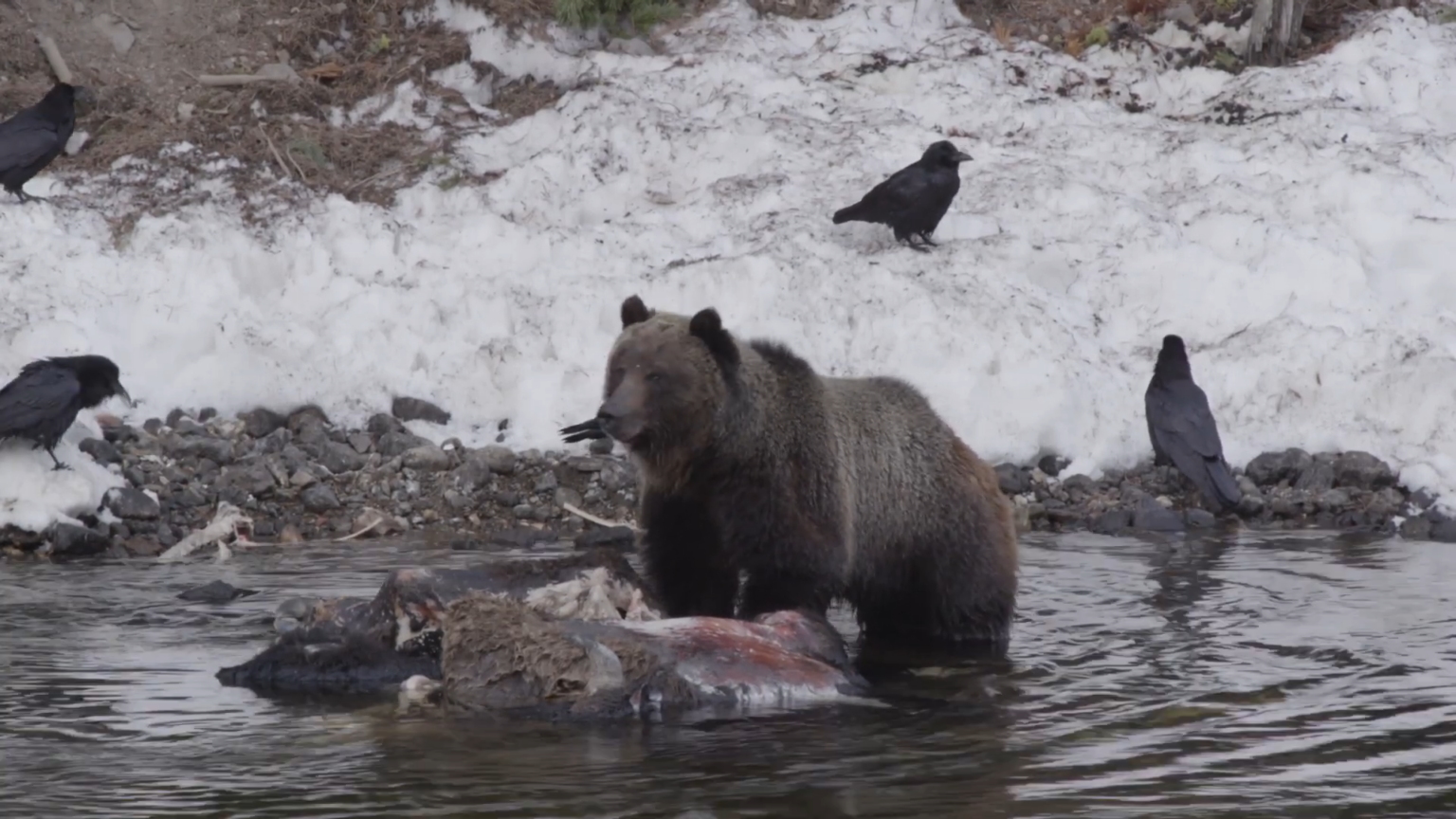 Grizzly Bears & Eagles Share Bison In Yellowstone National Park