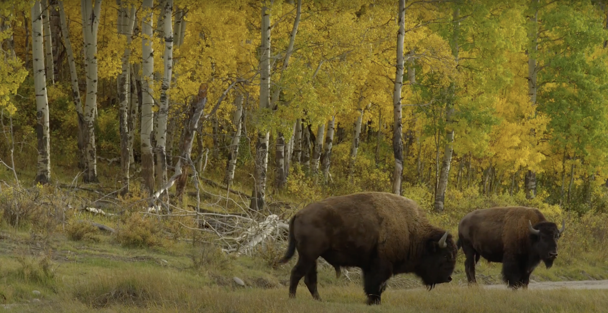 Stunning Fall Video Captures Bison In Grand Teton National Park