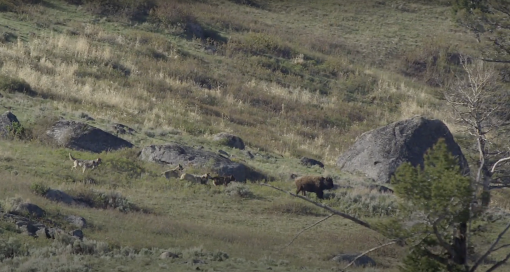 Yellowstone Wolves Take A Newborn Baby Bison