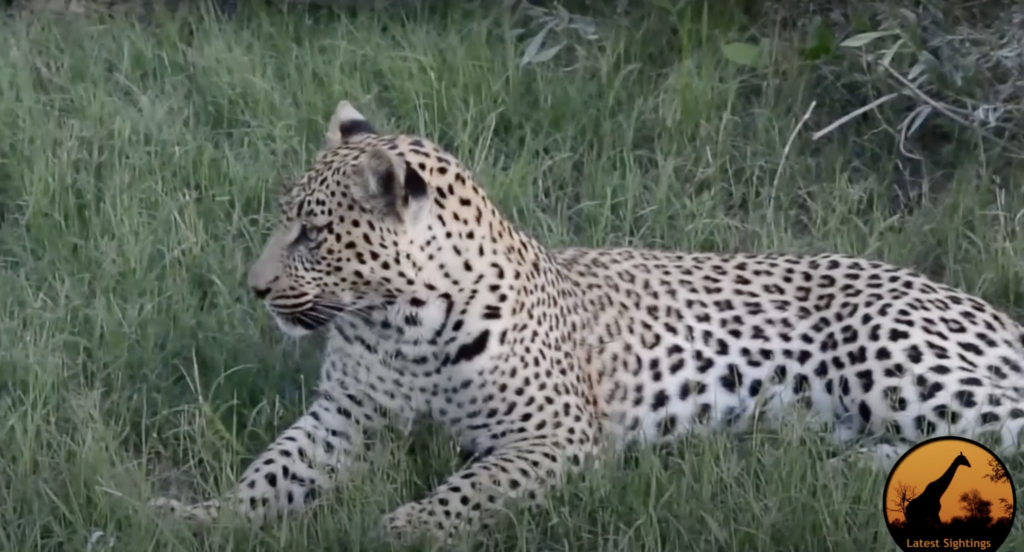 Watch: Monitor Lizard Tries To Slap Hunting Leopard
