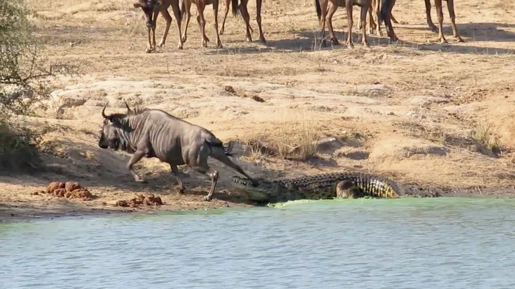 Hippos Come To Wildebeest’s Rescue From Crocodile