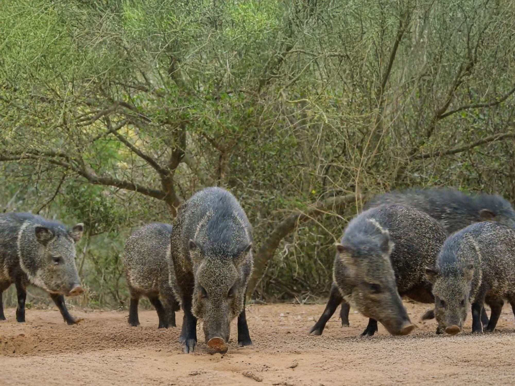 Watch Javelina Fighting In US National Park