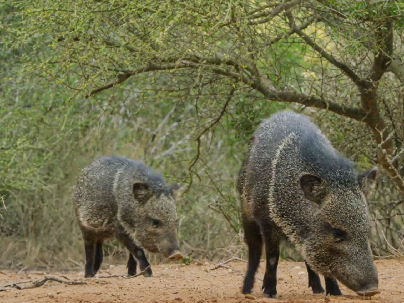 Watch Javelina Fighting In US National Park