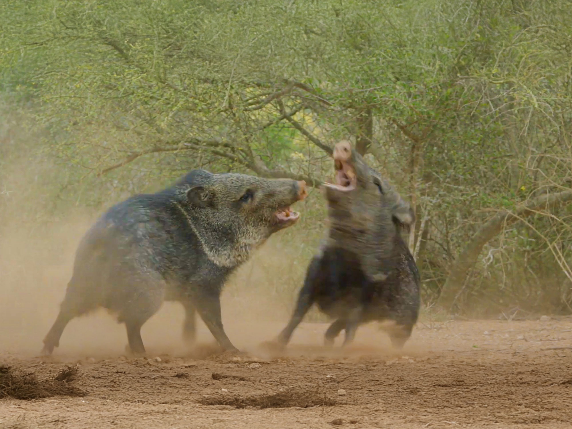 Watch Javelina Fighting In US National Park