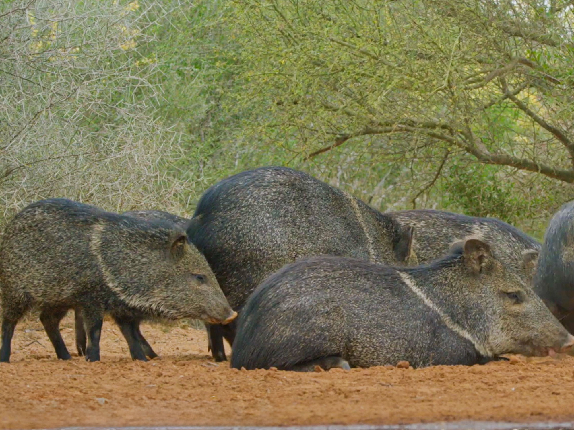 Watch Javelina Fighting In US National Park