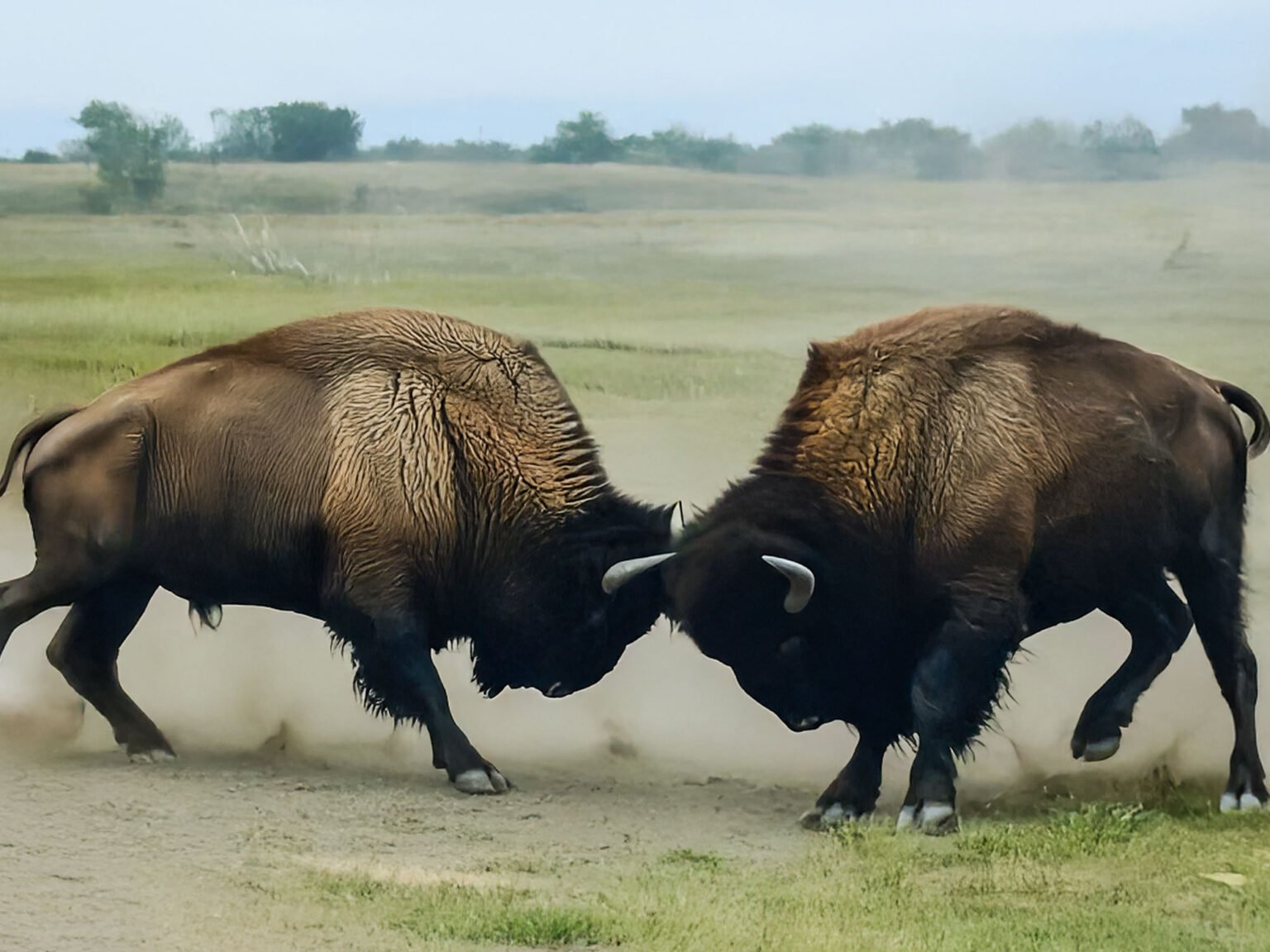 Watch Yellowstone Bison During The Rut