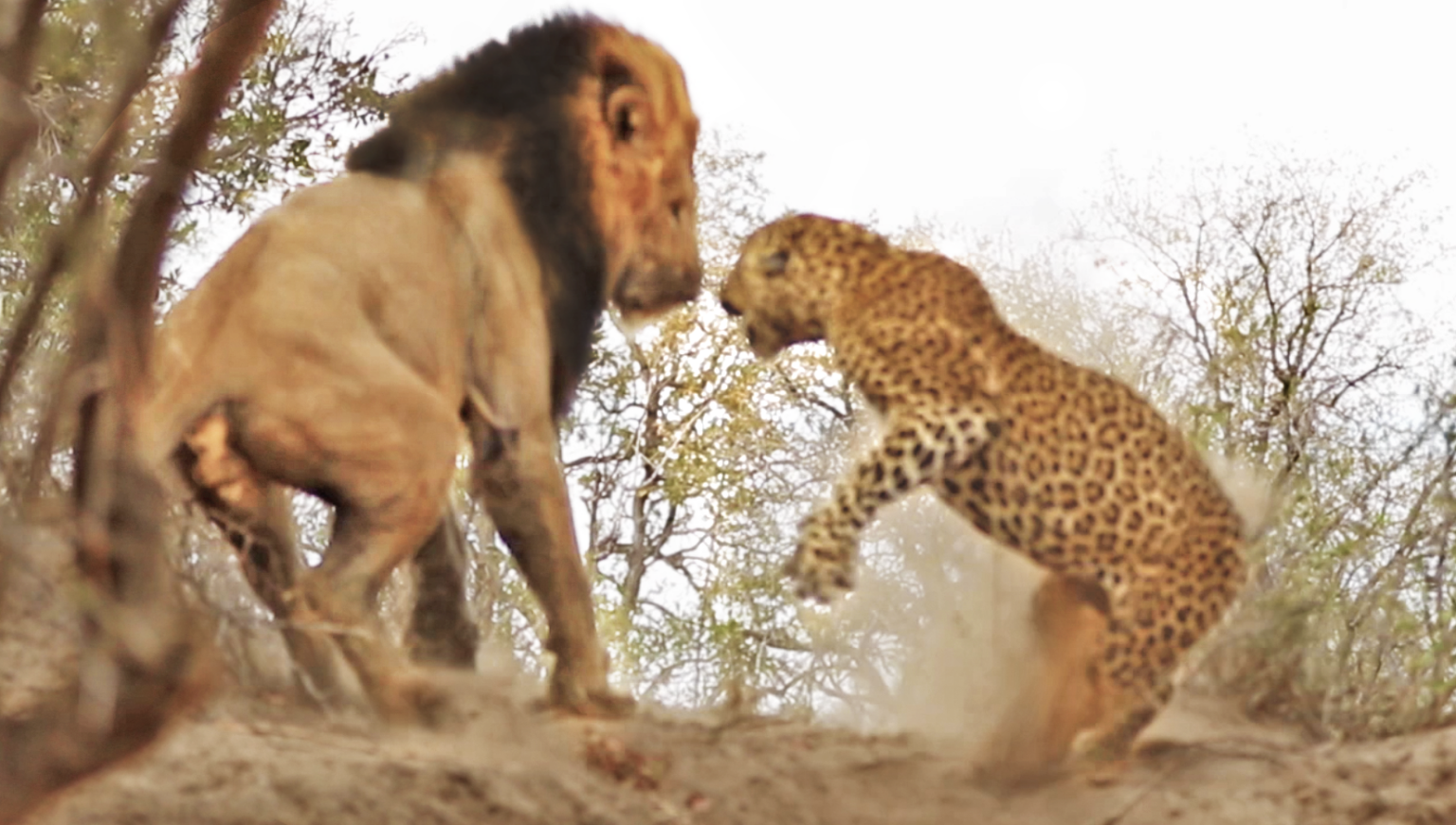 Male Lion Stalks And Attacks Leopard In Shocking Encounter