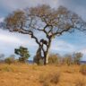 Baby Elephant Trapped in Tree by Leopard is Rescued by Mom!