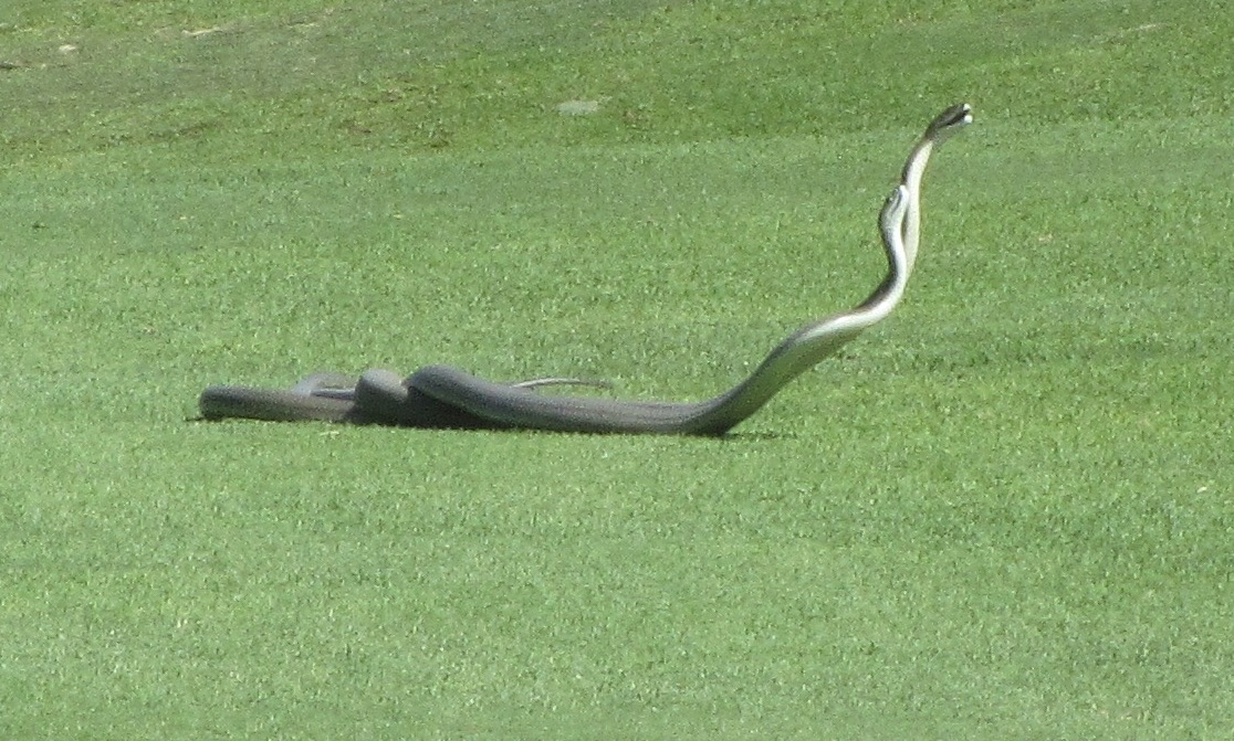 Two Black Mamba Snakes Fighting On Golf Course