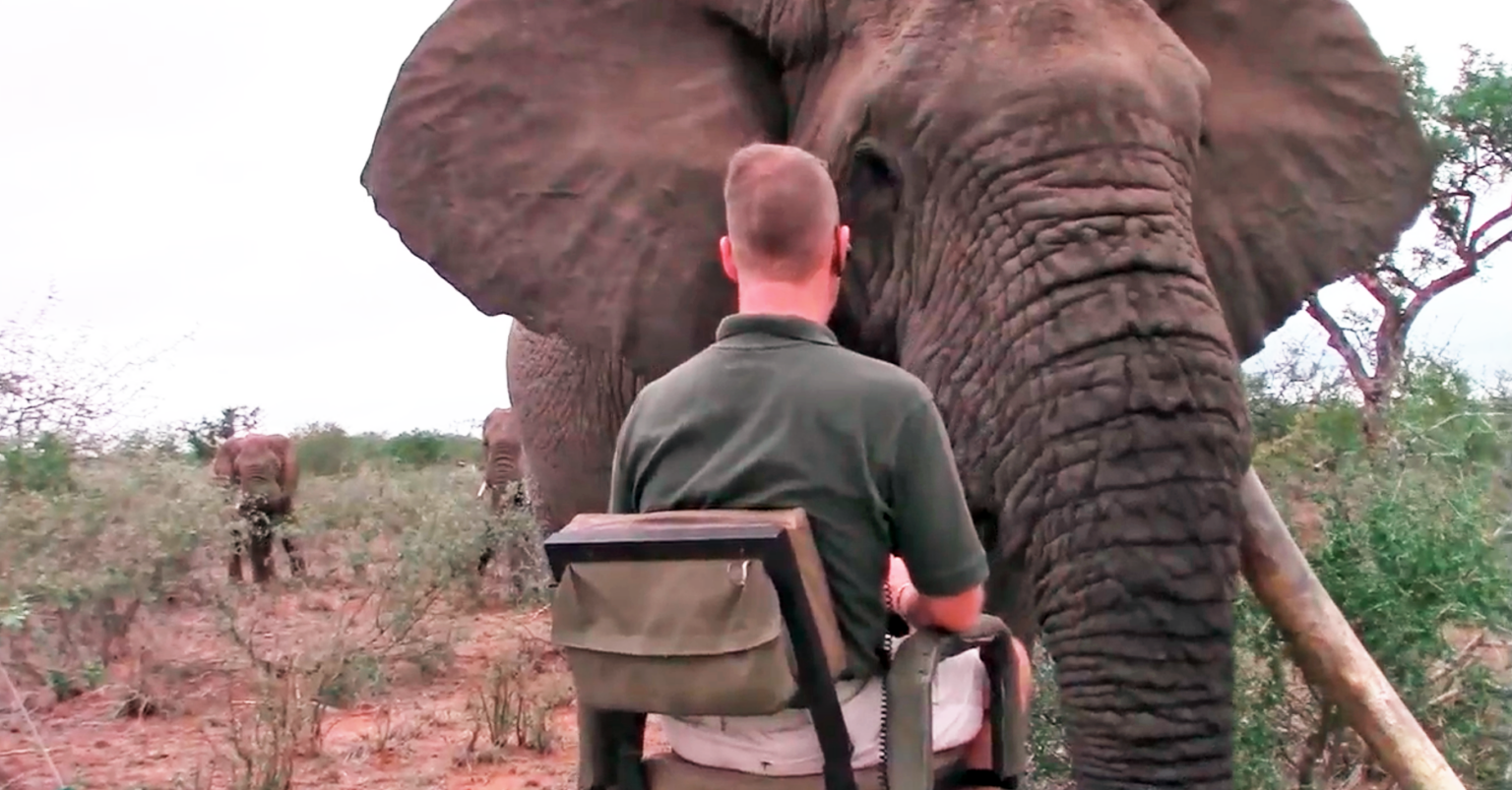 Watch: Extremely Close Elephant Encounter Stuns Tourists
