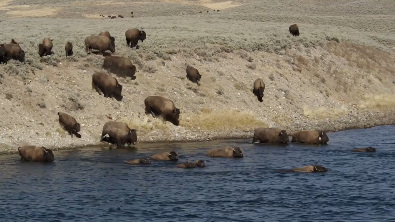 A Look At America's Biggest Remaining Bison Population