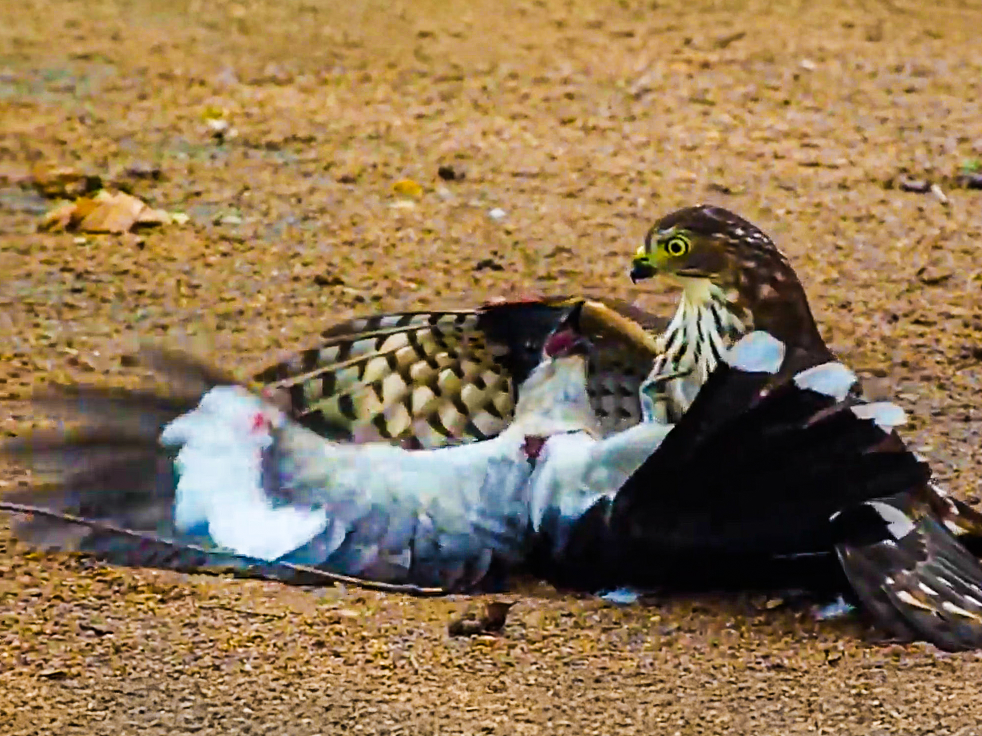 Watch Hawk Try To Kill Cuckoo Bird In Flight