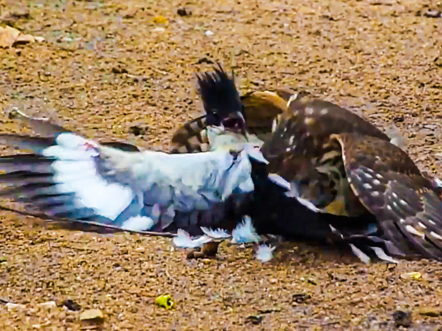 Watch Hawk Try To Kill Cuckoo Bird In Flight