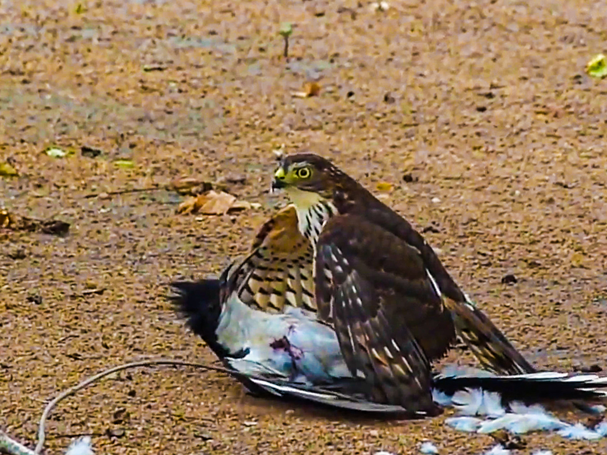 Watch Hawk Try To Kill Cuckoo Bird In Flight