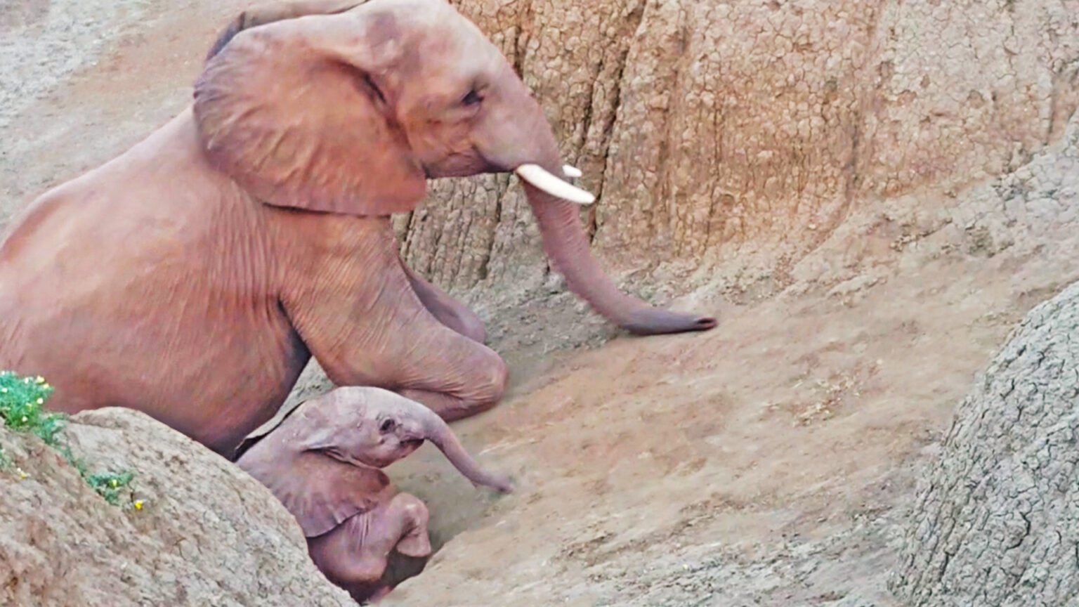 Watch: Baby Elephants Struggling To Climb Cliff