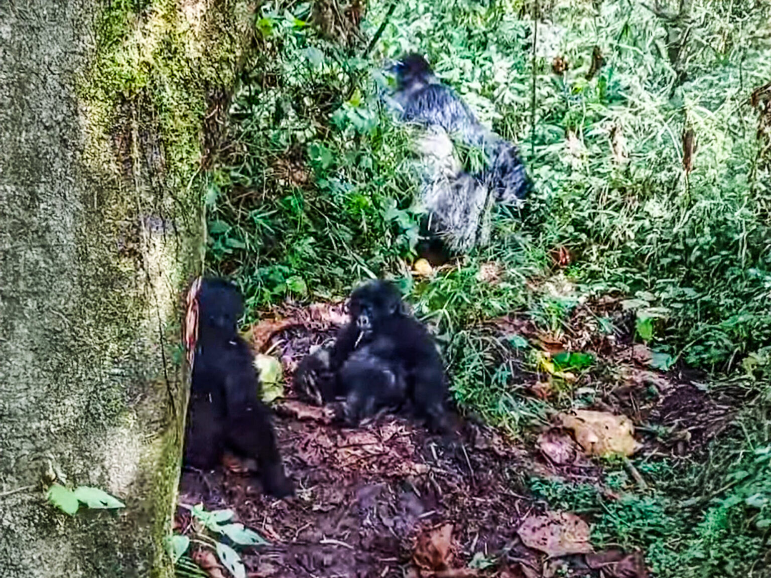Baby Gorilla Wrestling Match On the Forest Floor