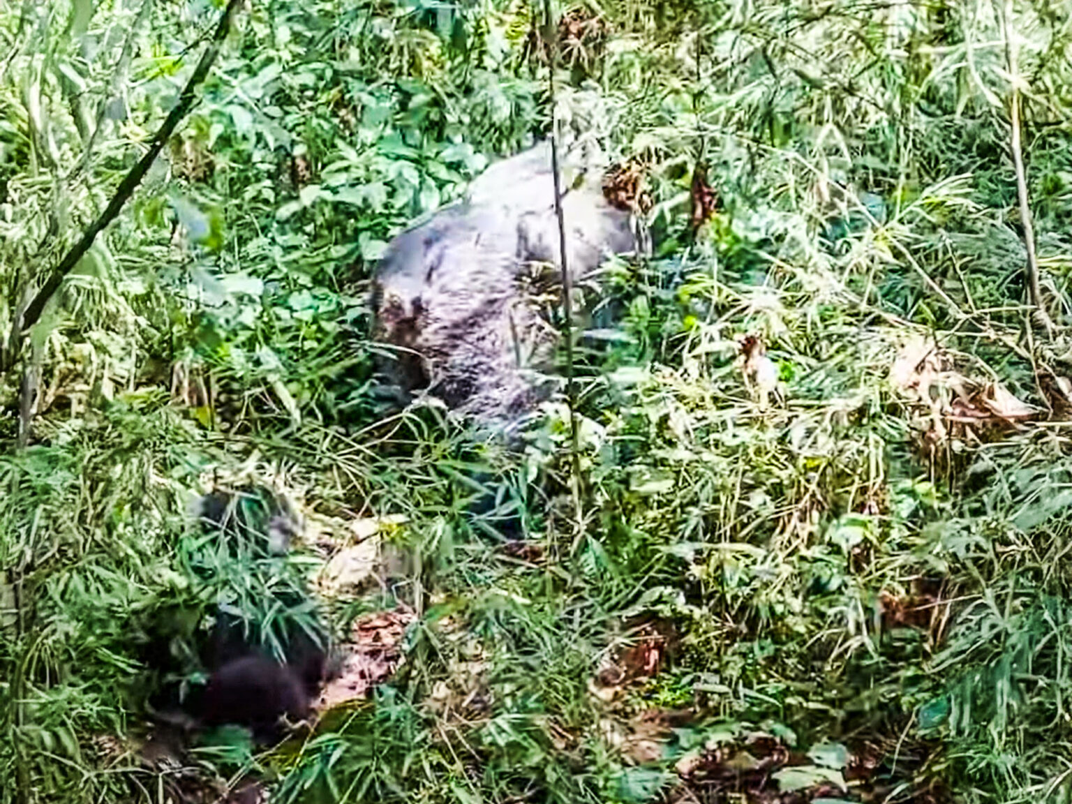 Baby Gorilla Wrestling Match On the Forest Floor