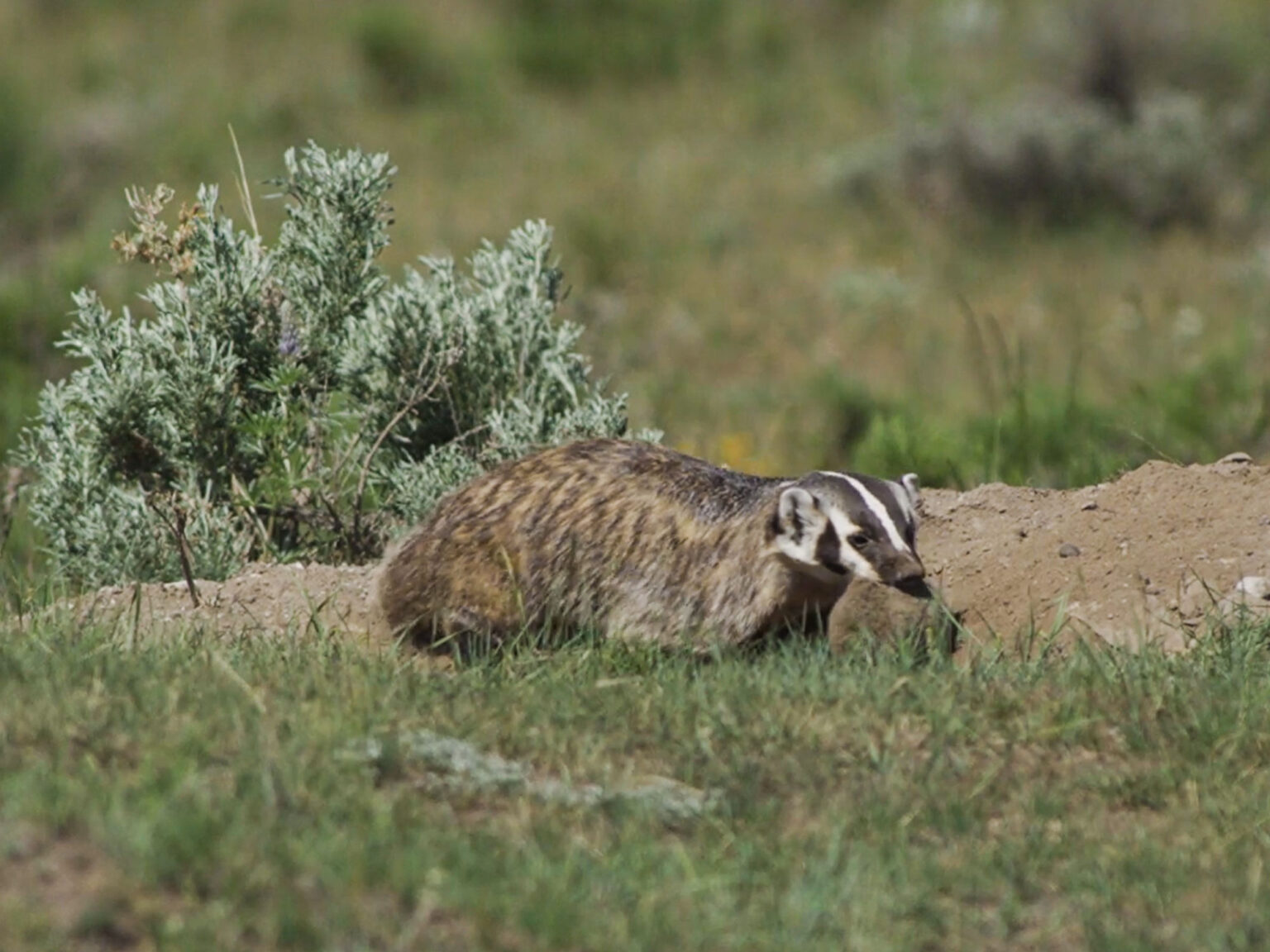 Badger Securing Its Rodent Kill