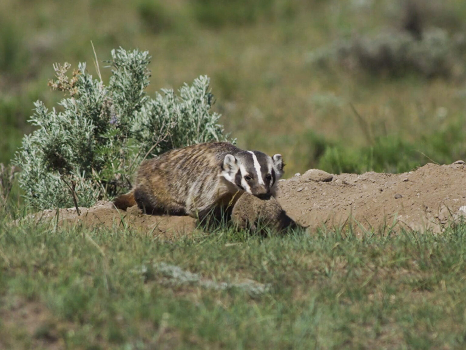 Badger Securing Its Rodent Kill