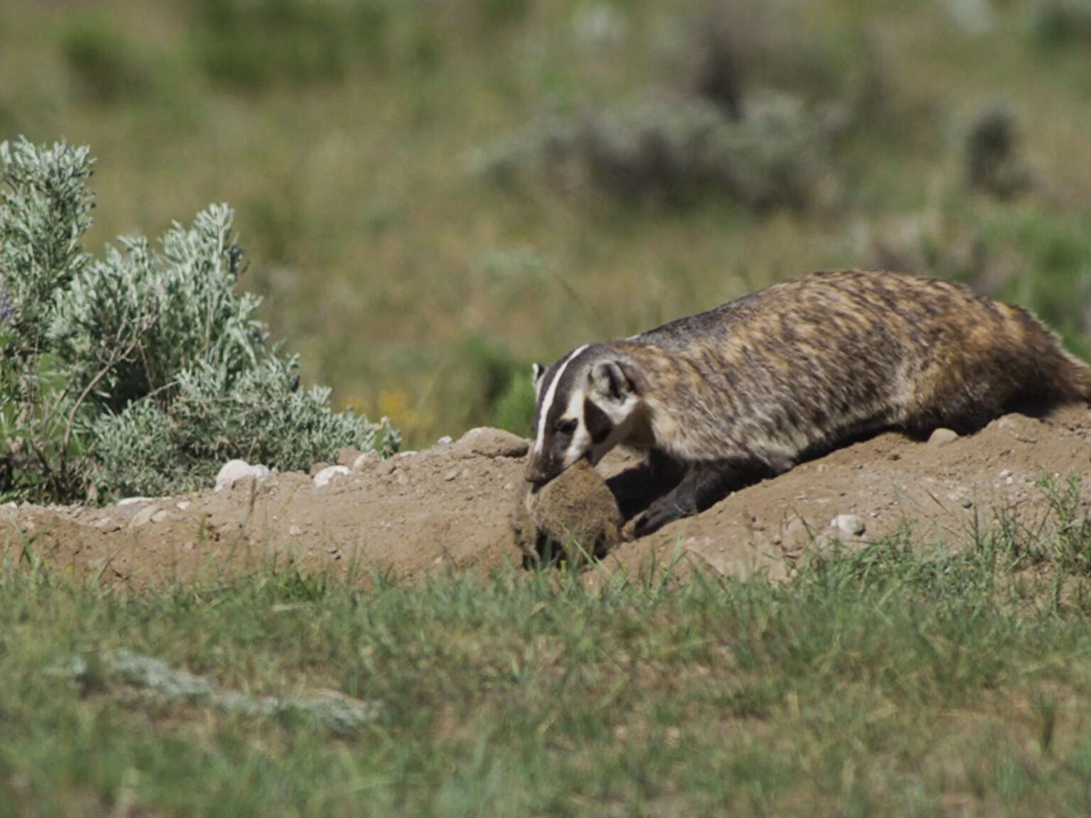 Badger Securing Its Rodent Kill