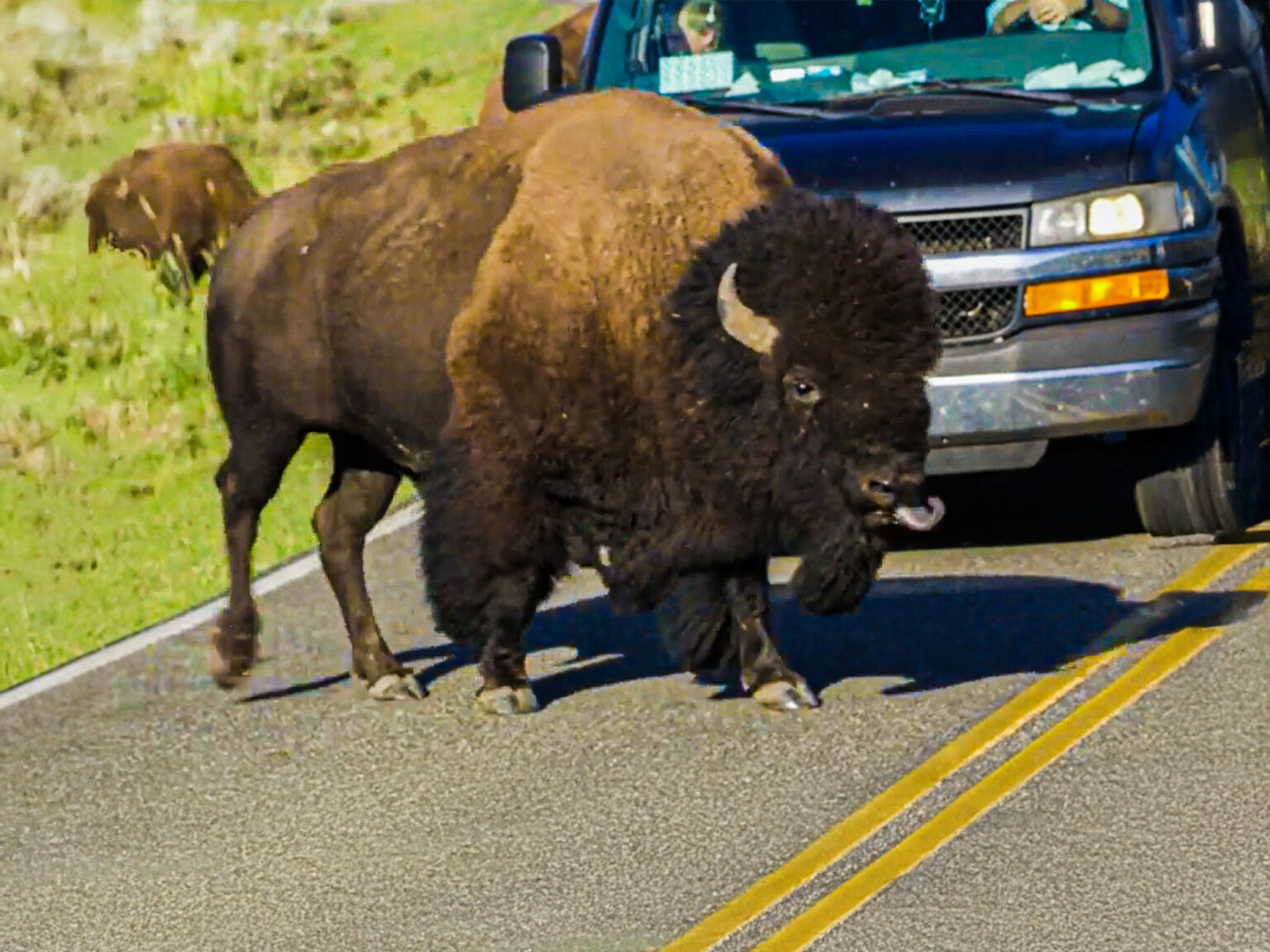 Bison Herd Brings Yellowstone Traffic To A Standstill
