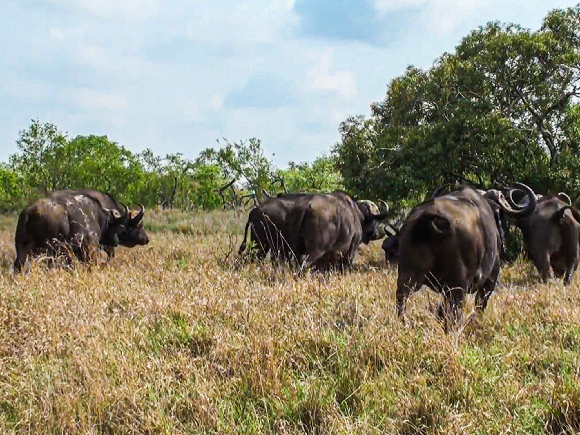 Buffalo Stand Guard Over Half-Eaten Herd Mate
