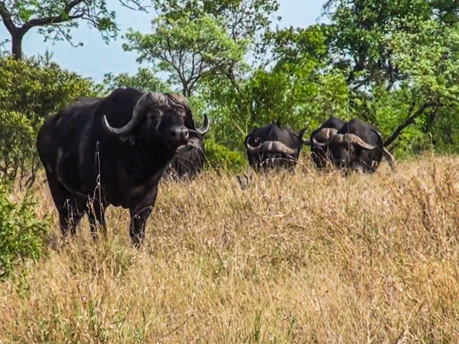 Buffalo Stand Guard Over Half-Eaten Herd Mate