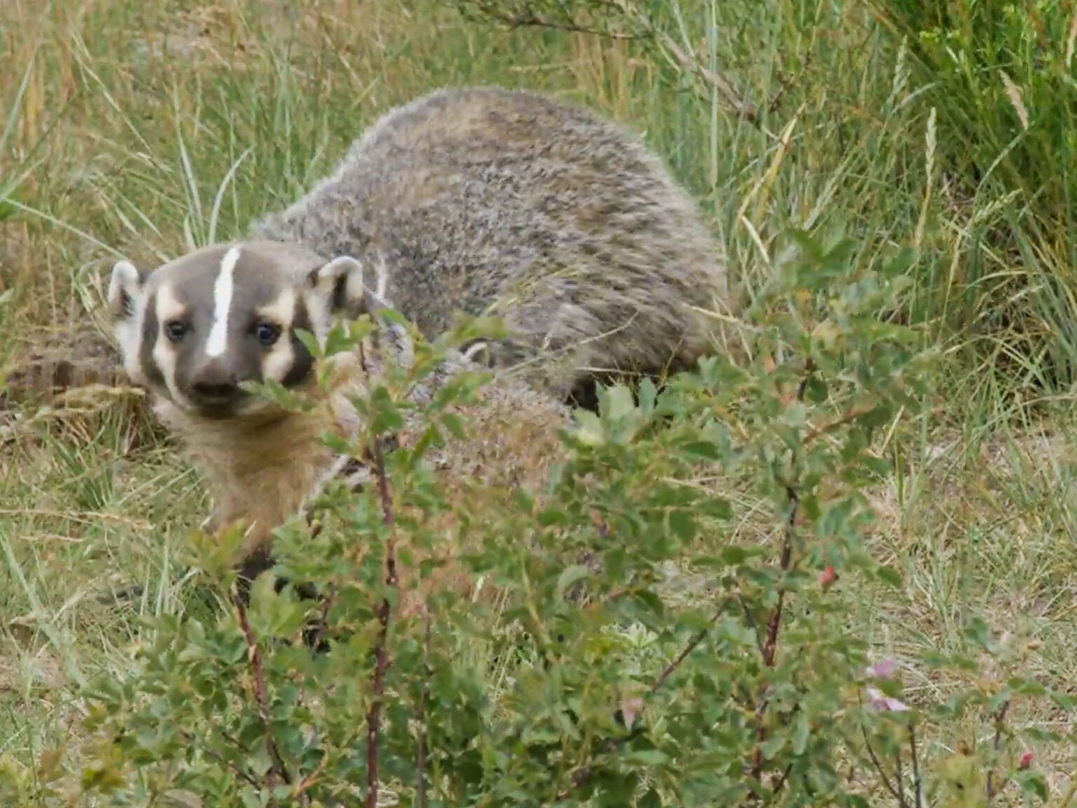 Cute Baby Badgers Playing With Mom