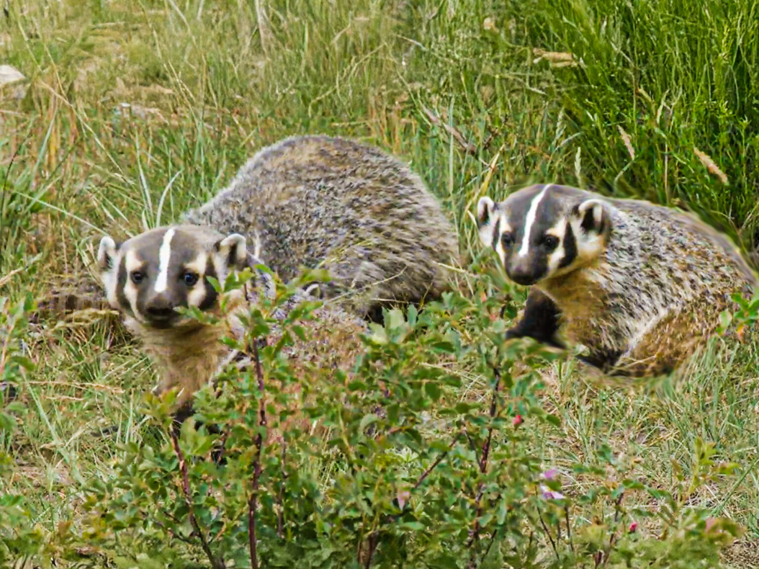 Cute Baby Badgers Playing With Mom