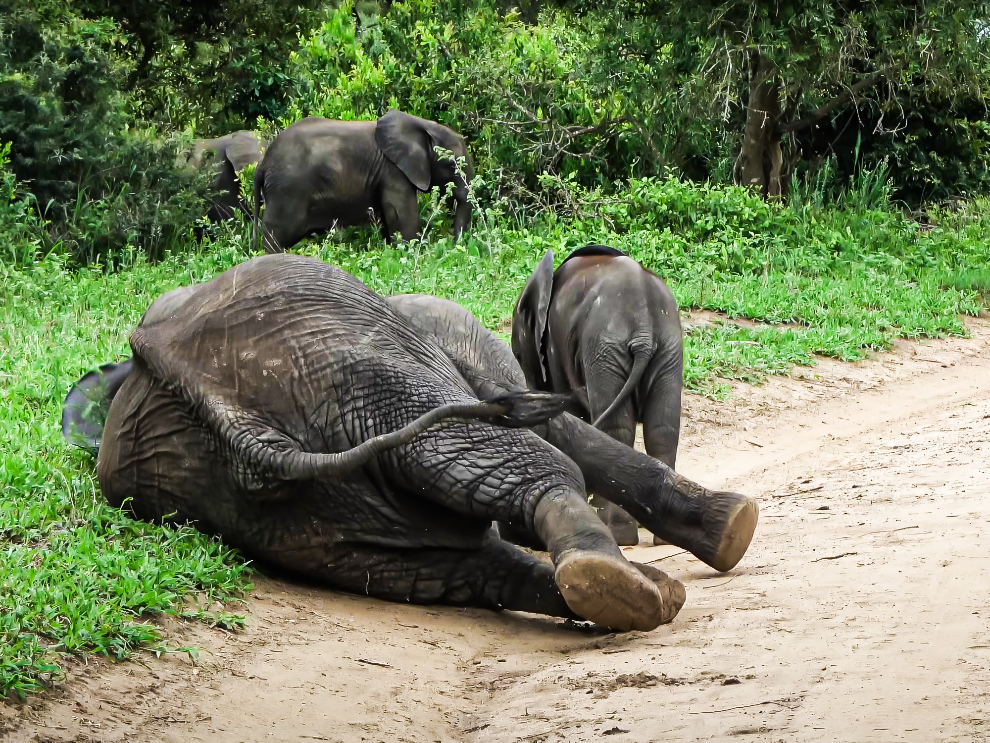 Drunk Elephants Struggle To Go Home