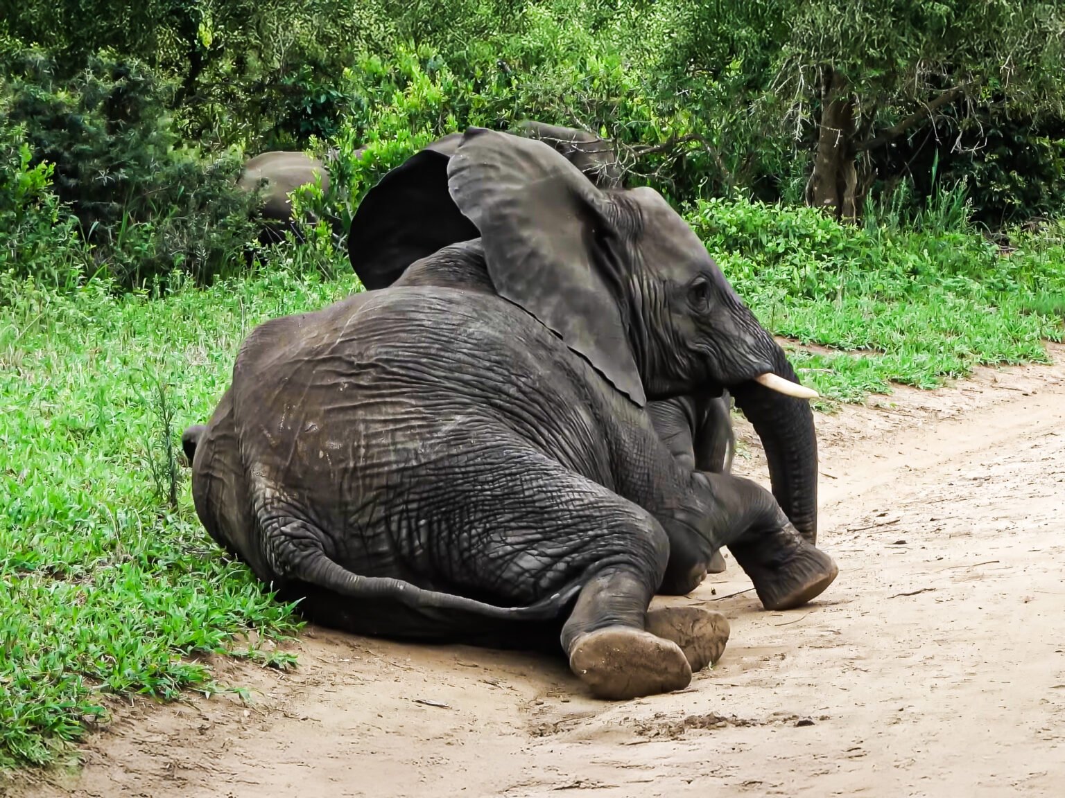 Drunk Elephants Struggle To Go Home
