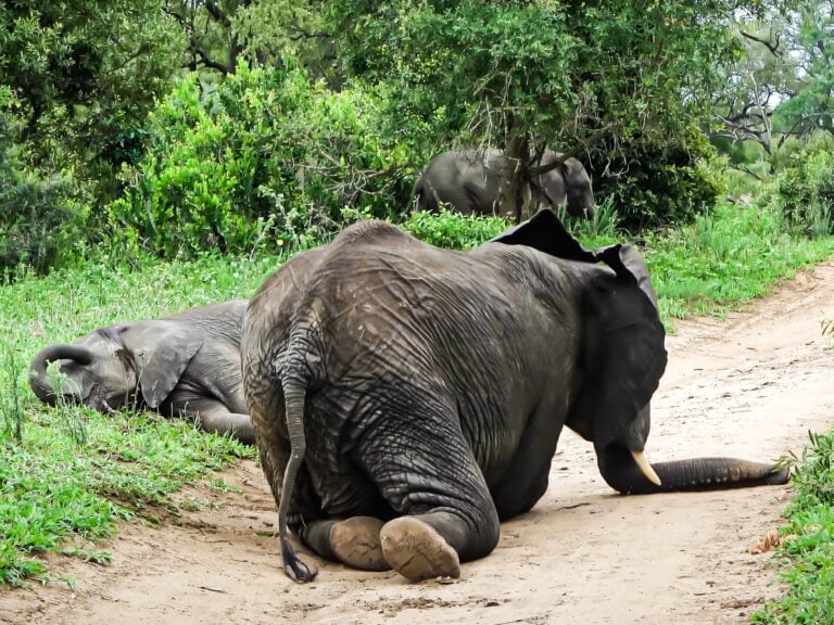 Drunk Elephants Struggle To Go Home