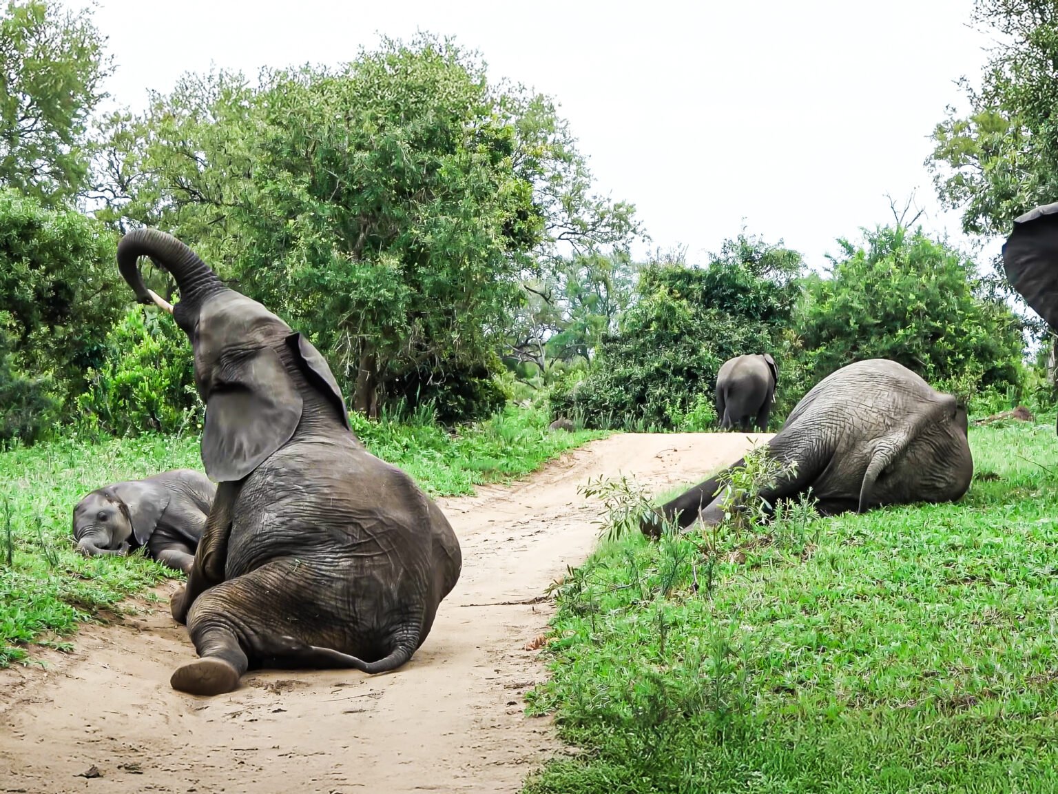 Drunk Elephants Struggle To Go Home