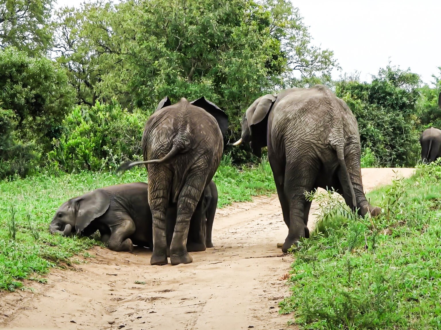 Drunk Elephants Struggle To Go Home