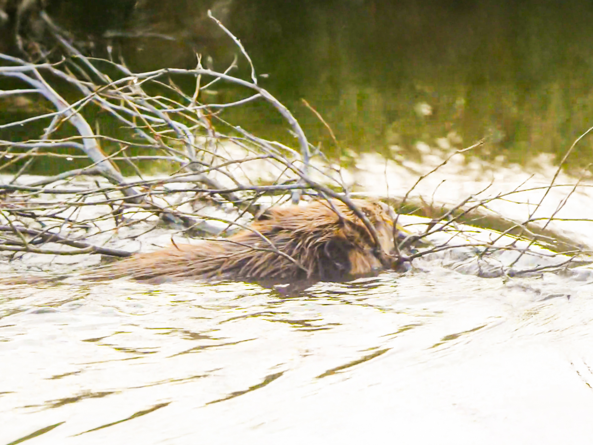 Eager Beaver Carrying Branches Double Its Size