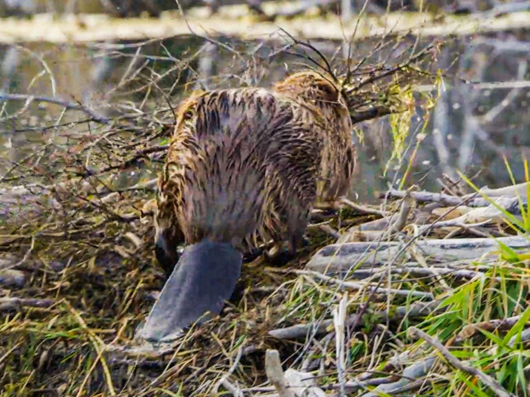 Eager Beaver Carrying Branches Double Its Size