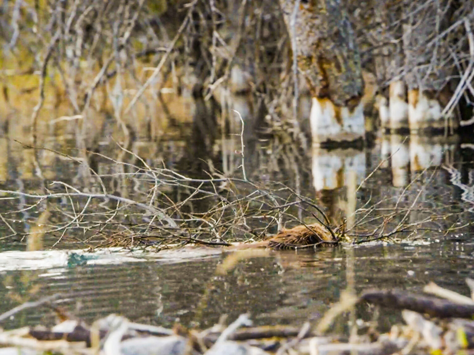 Eager Beaver Carrying Branches Double Its Size