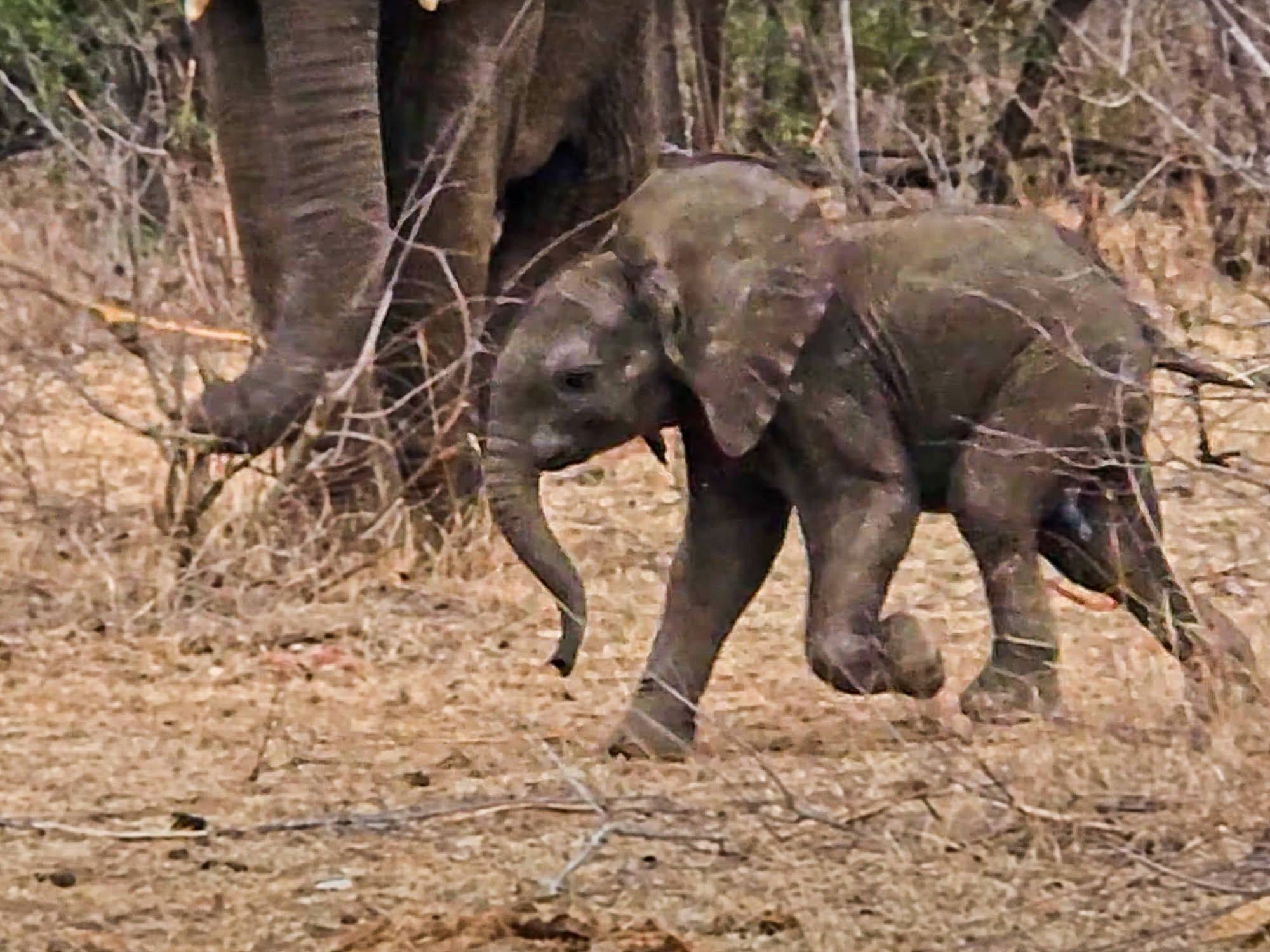 Elephant Calf Acting Tough While Being Cute