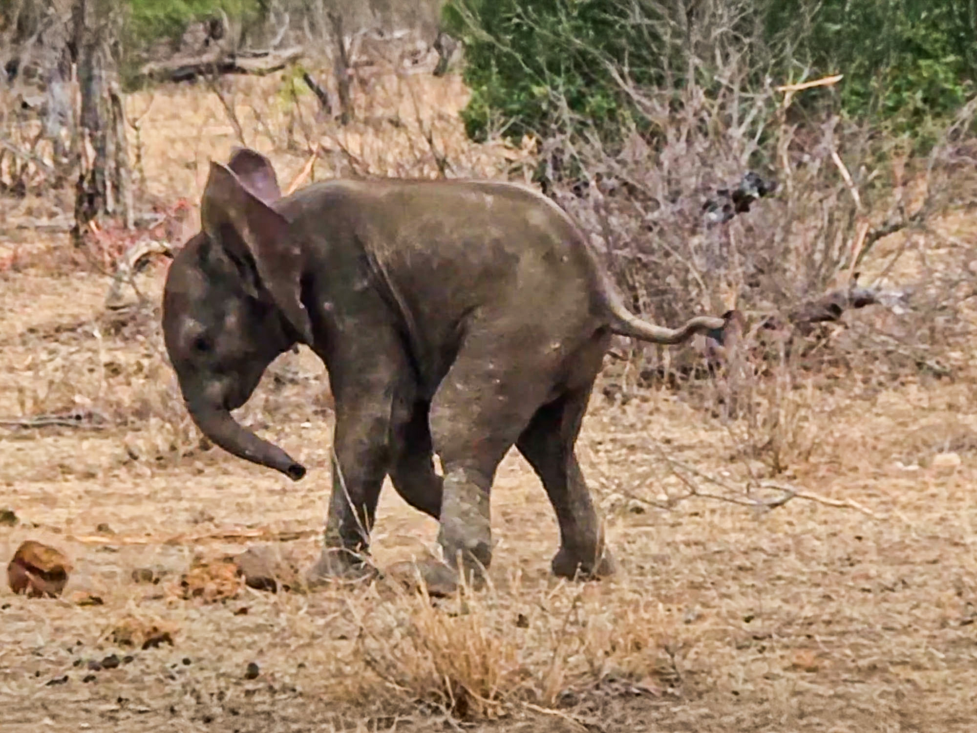 Elephant Calf Acting Tough While Being Cute