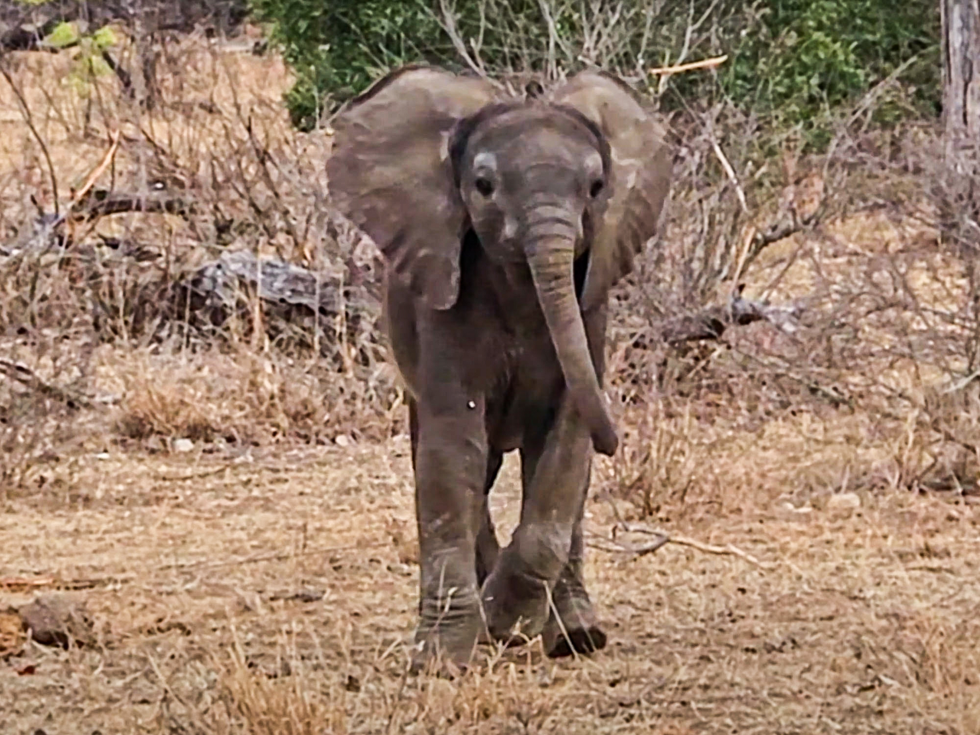Elephant Calf Acting Tough While Being Cute