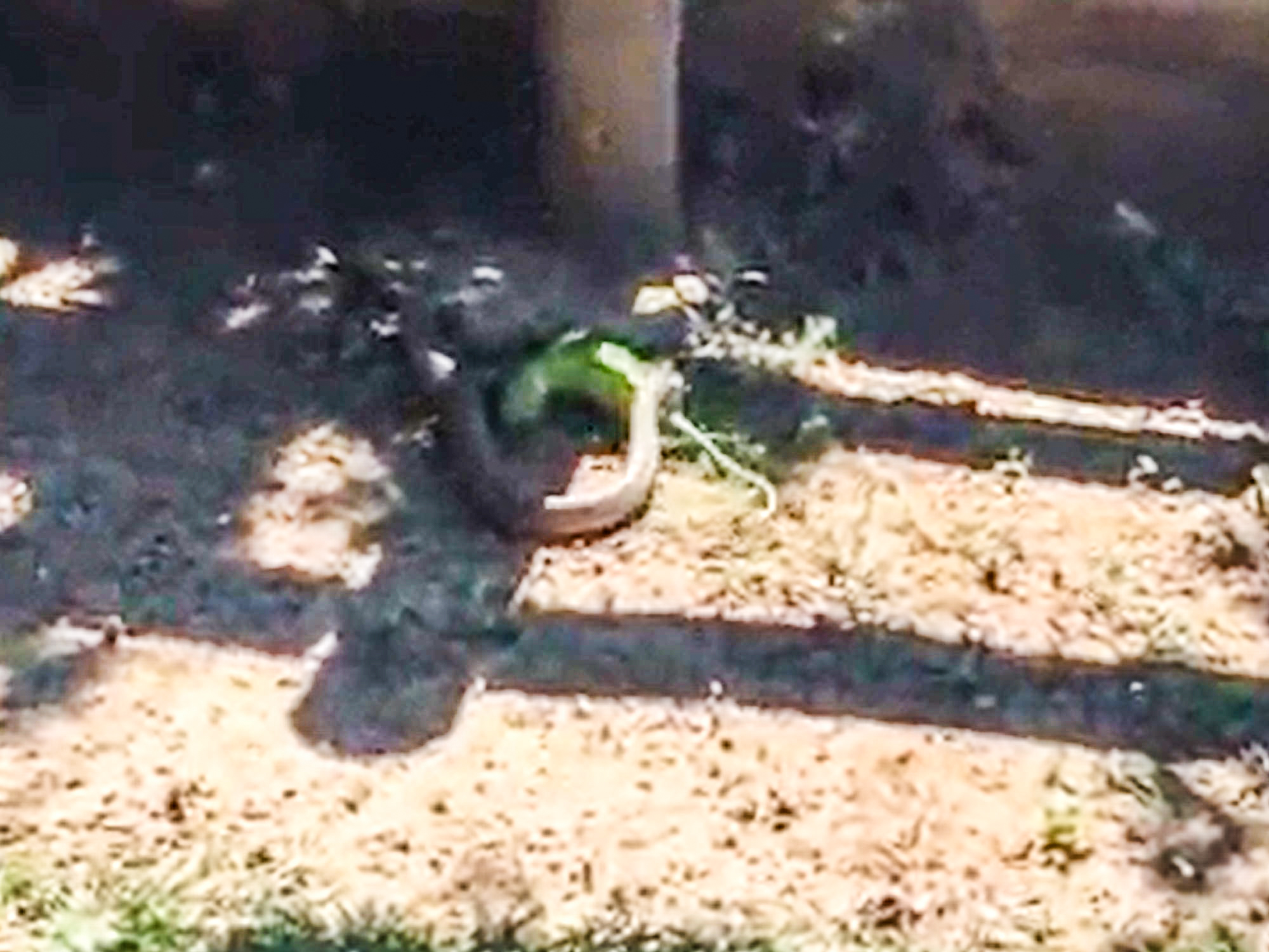Female Boomslang Hunts Chameleon In Kruger