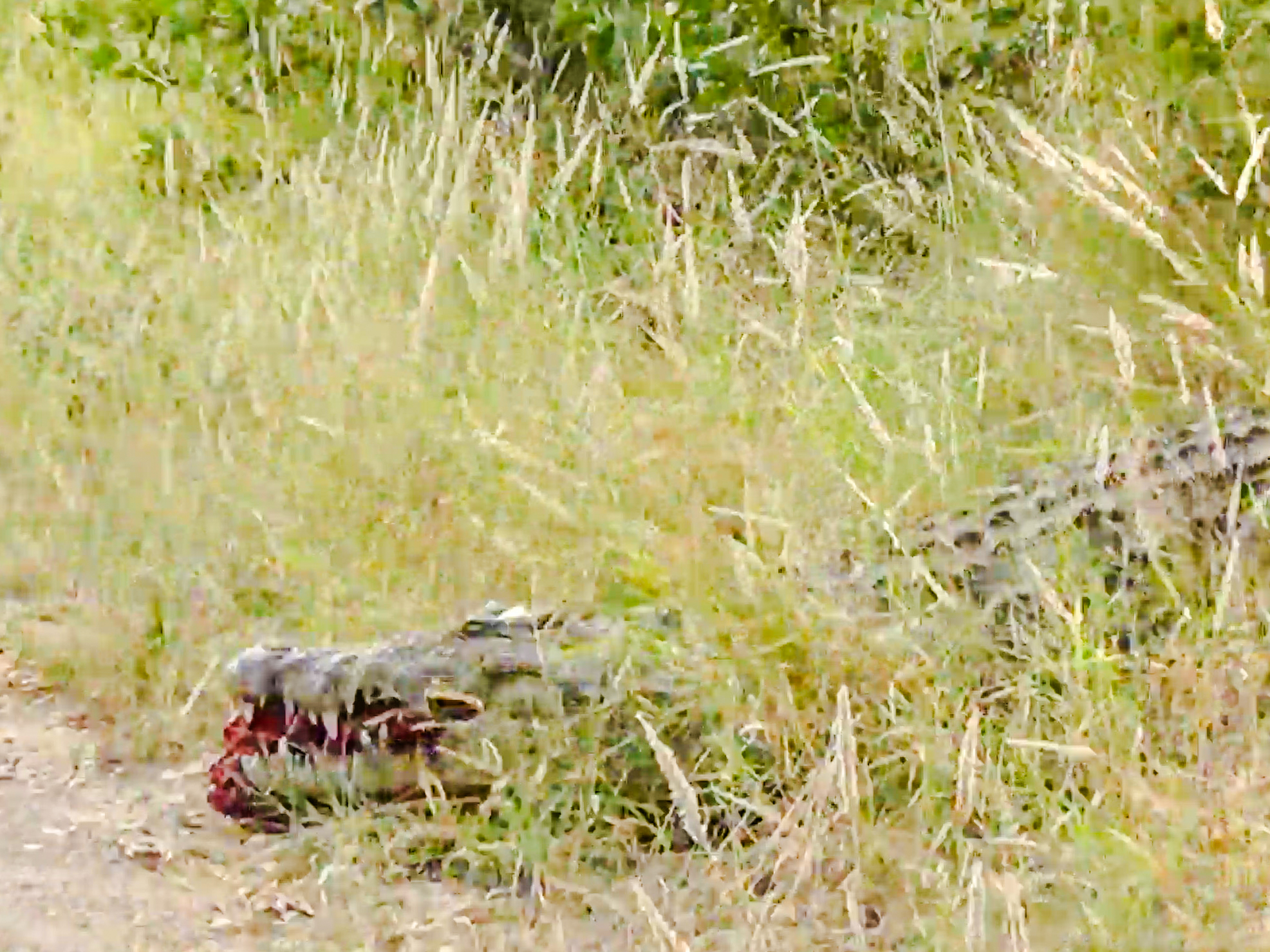 Huge Crocodile Drags Kill Across The Road