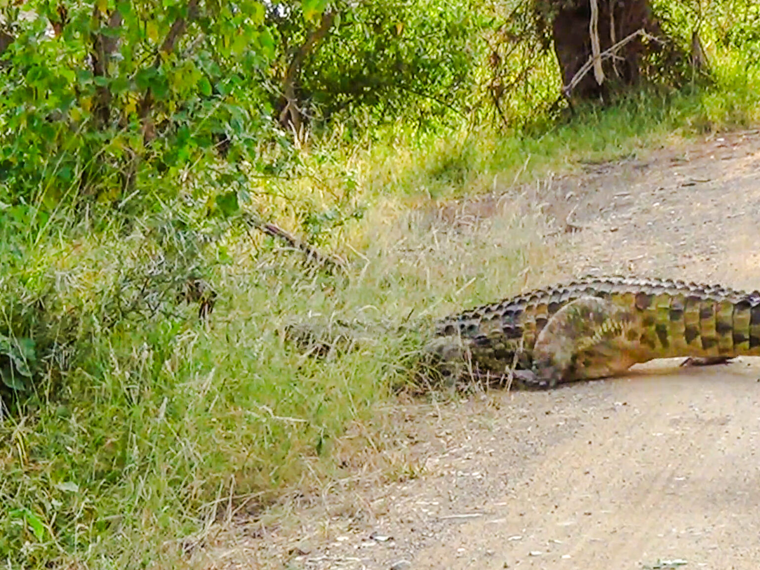 Huge Crocodile Drags Kill Across The Road