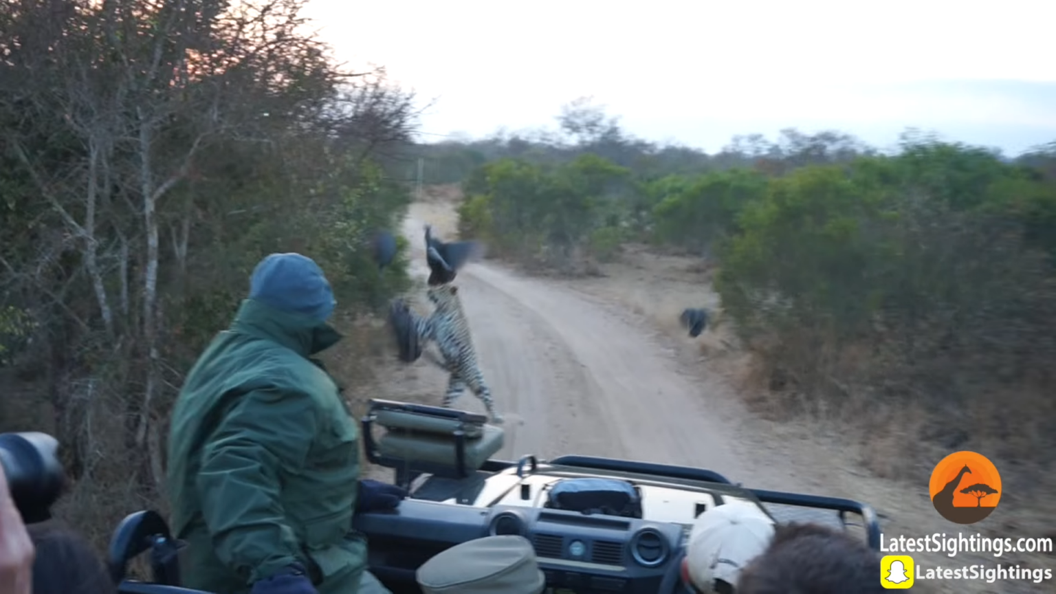 Watch: Surprise Leopard Hunt Caught On Camera