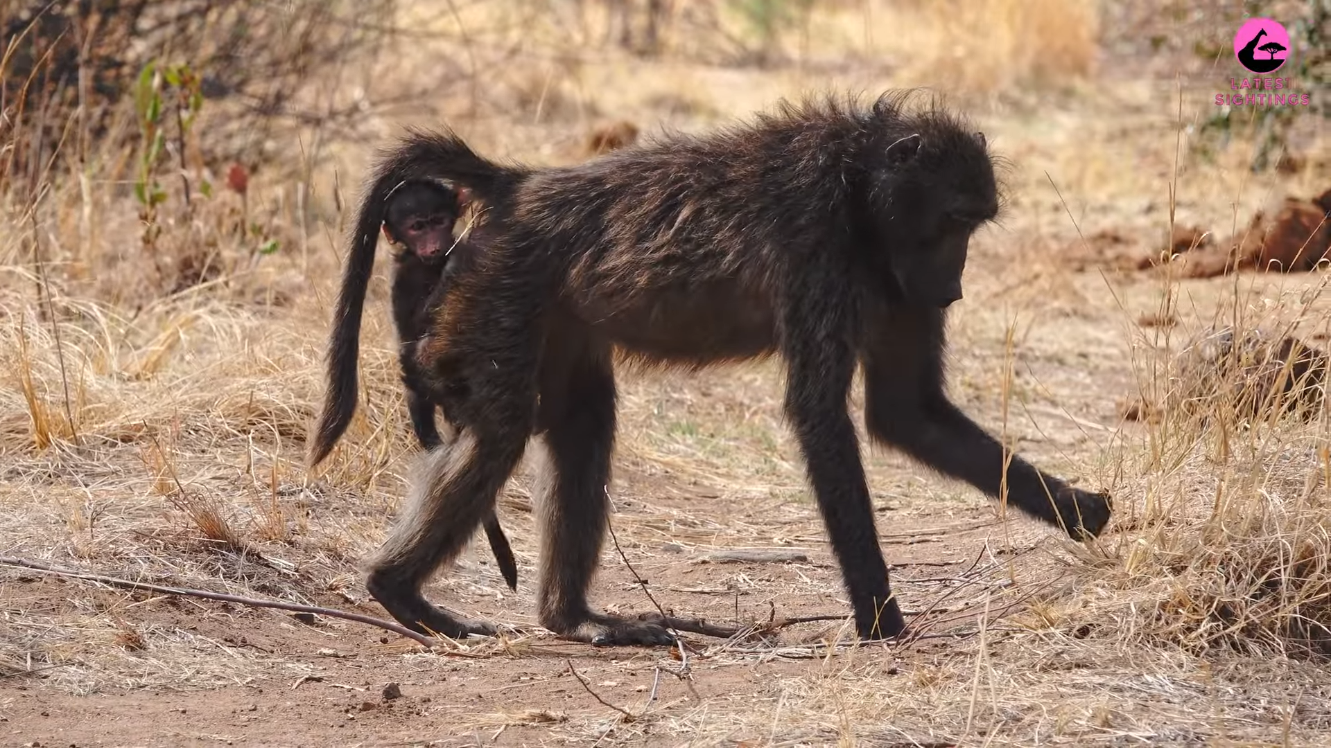 Watch As Cute Baby Baboon Struggles To Ride Mom